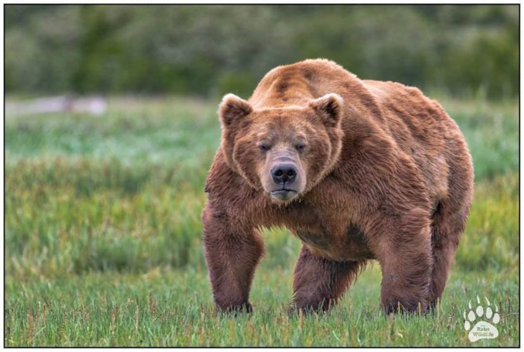 Mr. Grumpy Pants, Grizzly Bear Photography Print, Bear Art, Bear Photo ...