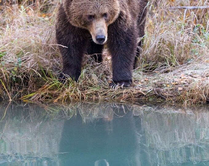 Coastal Brown Bear, Bear Reflection in Water, Bear Photography Print ...