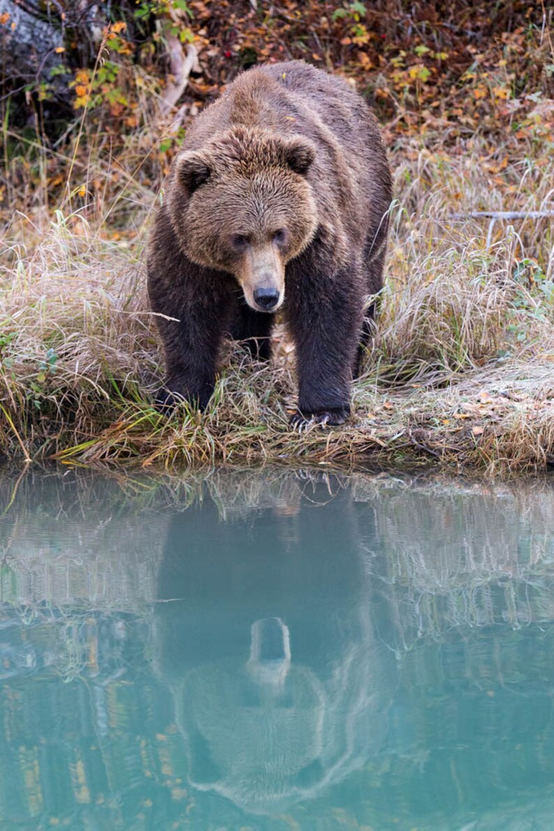 Coastal Brown Bear Bear Reflection in Water Bear Photography - Etsy