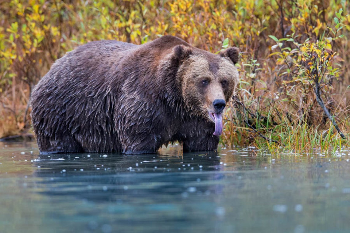 Brown Bear Licking Lips, Wildlife Photography, Fine Art, Nature ...