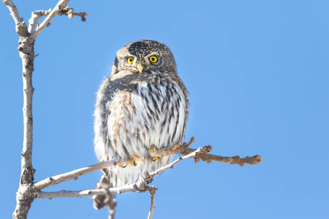 Cute Pygmy Owl Print, Owl Portrait, Owl Photography Print, Owl Fine Art ...