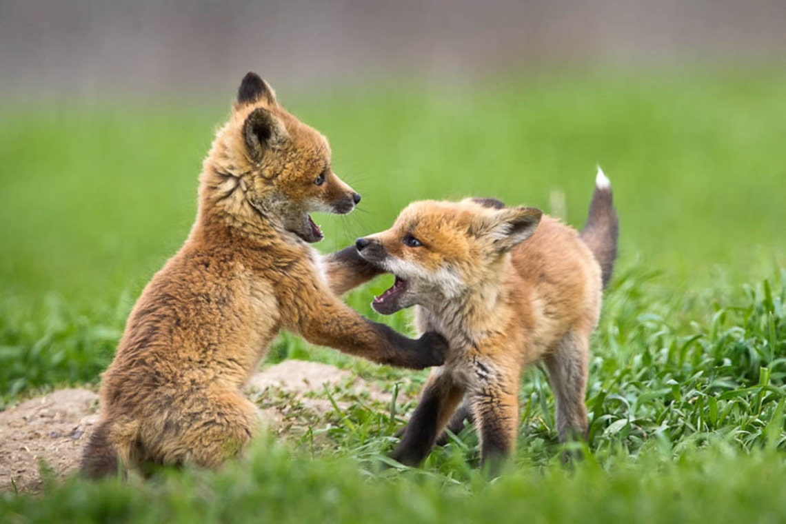 Red Fox Kittens, Baby Kittens Photography Prints, Baby Fox Art, Cute ...