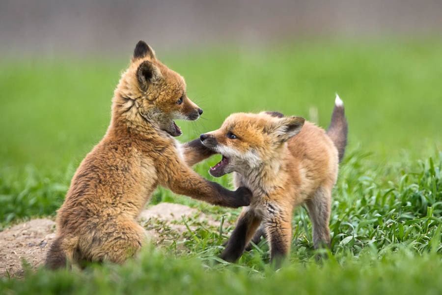 Cute Baby Red Fox