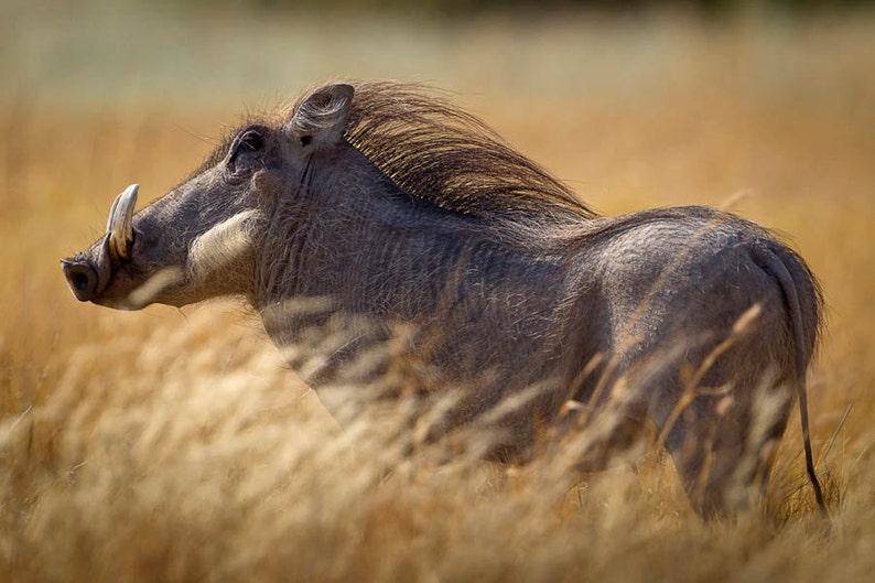 Running Warthog Wildlife Photography Africa Wildlife - Etsy