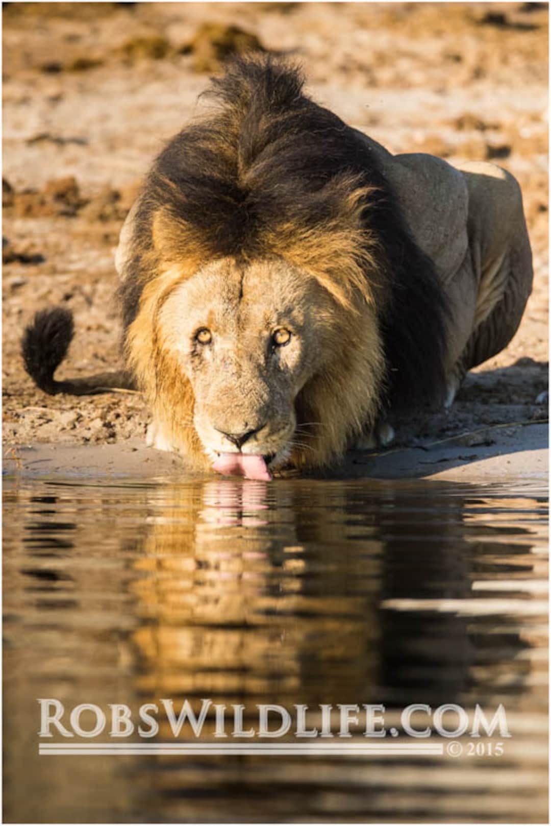Lion Drinking Water Photography Print, Lion Photography, Lion Wall Art ...