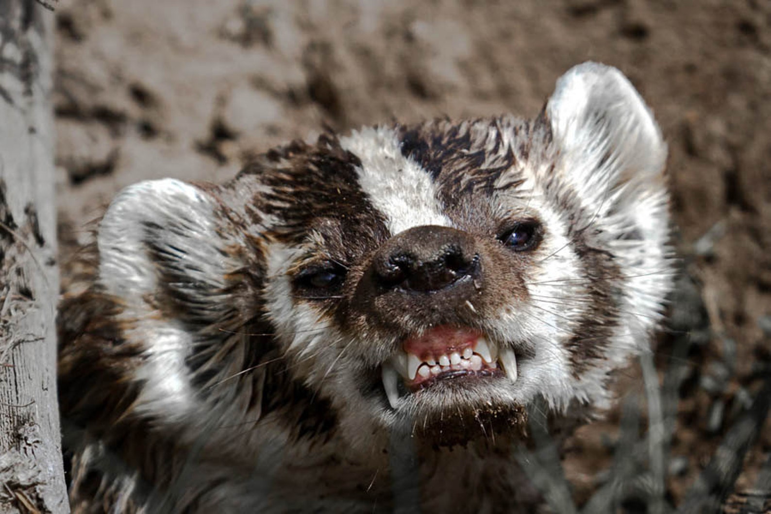 Smiling Badger, Wildlife Photography, Fine Art, Nature Photography ...