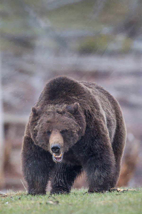 Roaring Grizzly Bear