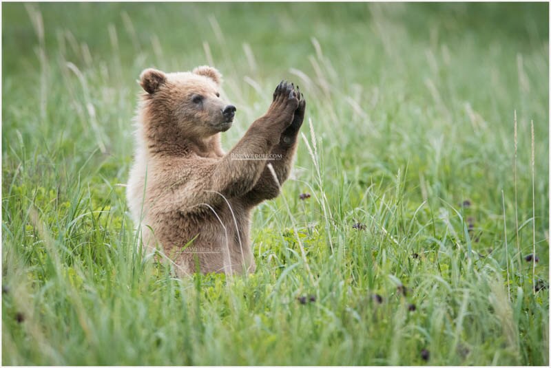 Praying Brown Bear Photography Print, Bear Photo Prints, Bear Fine Art ...