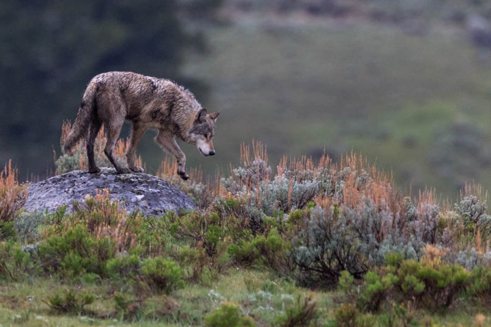 Gray Wolf Wildlife Photography Fine Art Nature Photography - Etsy