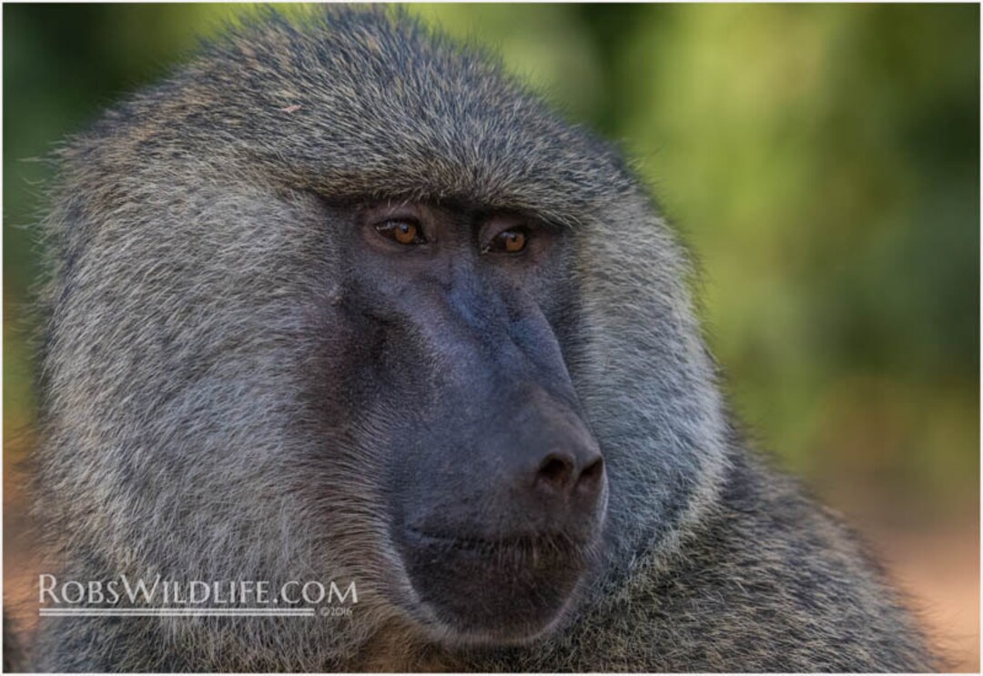 Gazing Baboon Photography Print, Africa Widlife Photos, Africa Fine Art ...