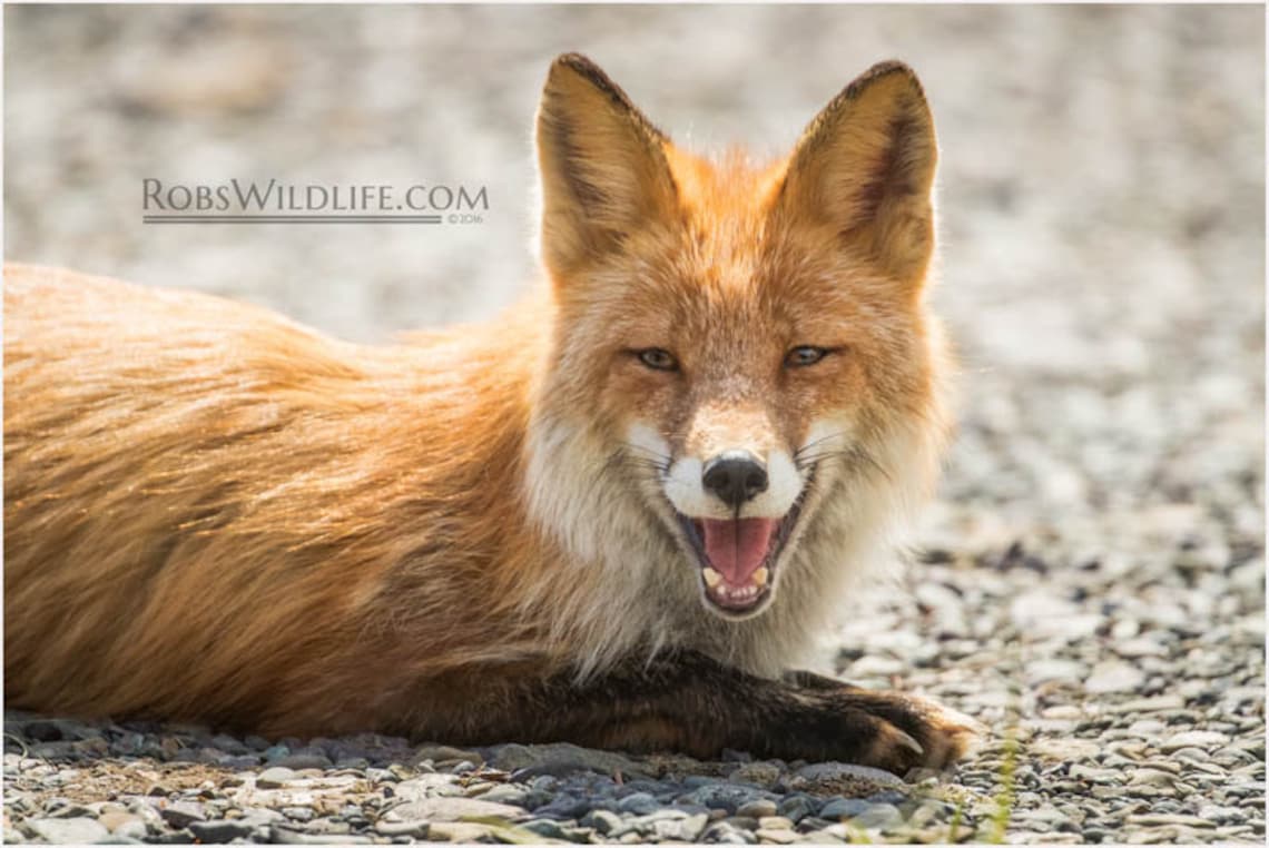 Alaskan Red Fox, Wildlife Photography, Nature Images, Wildlife, Animals ...