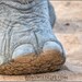Elephant Foot, Elephant Toes, African Safari Animals, Elephant Home ...