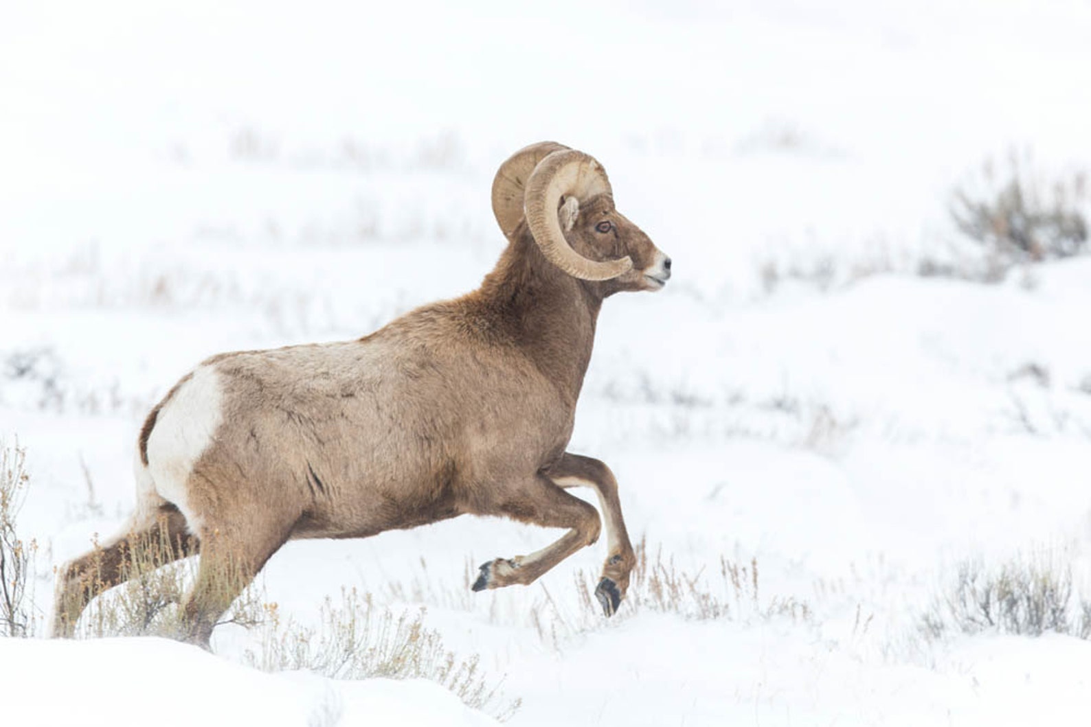 Big Horn Sheep in Snow, Wildlife Photography, Fine Art, Nature ...