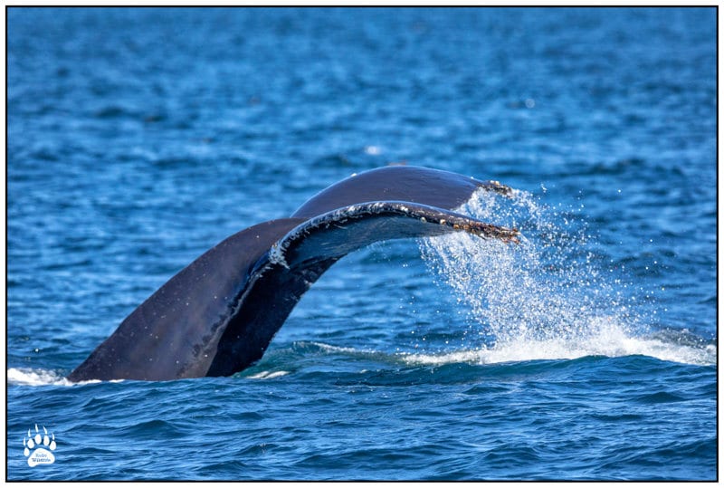 Humpback Whale Fluke, Whale Tail Fluke, Tail Out of Water, Marine Life ...