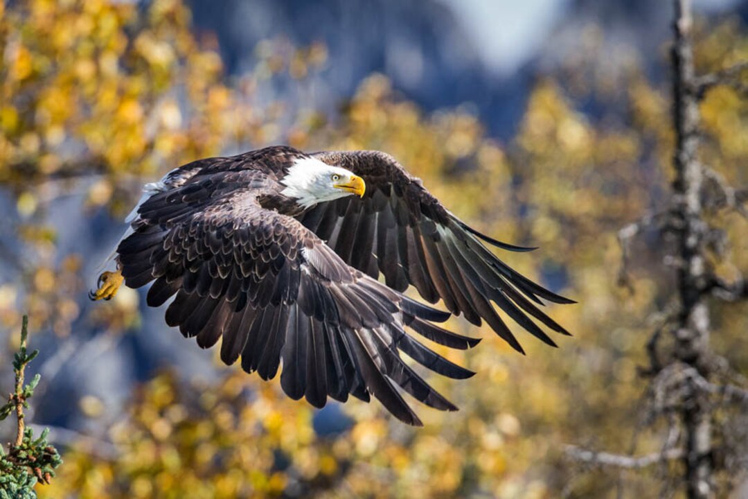 Swooping American Bald Eagle, Wildlife Photography, Bald Eagle Fine Art ...