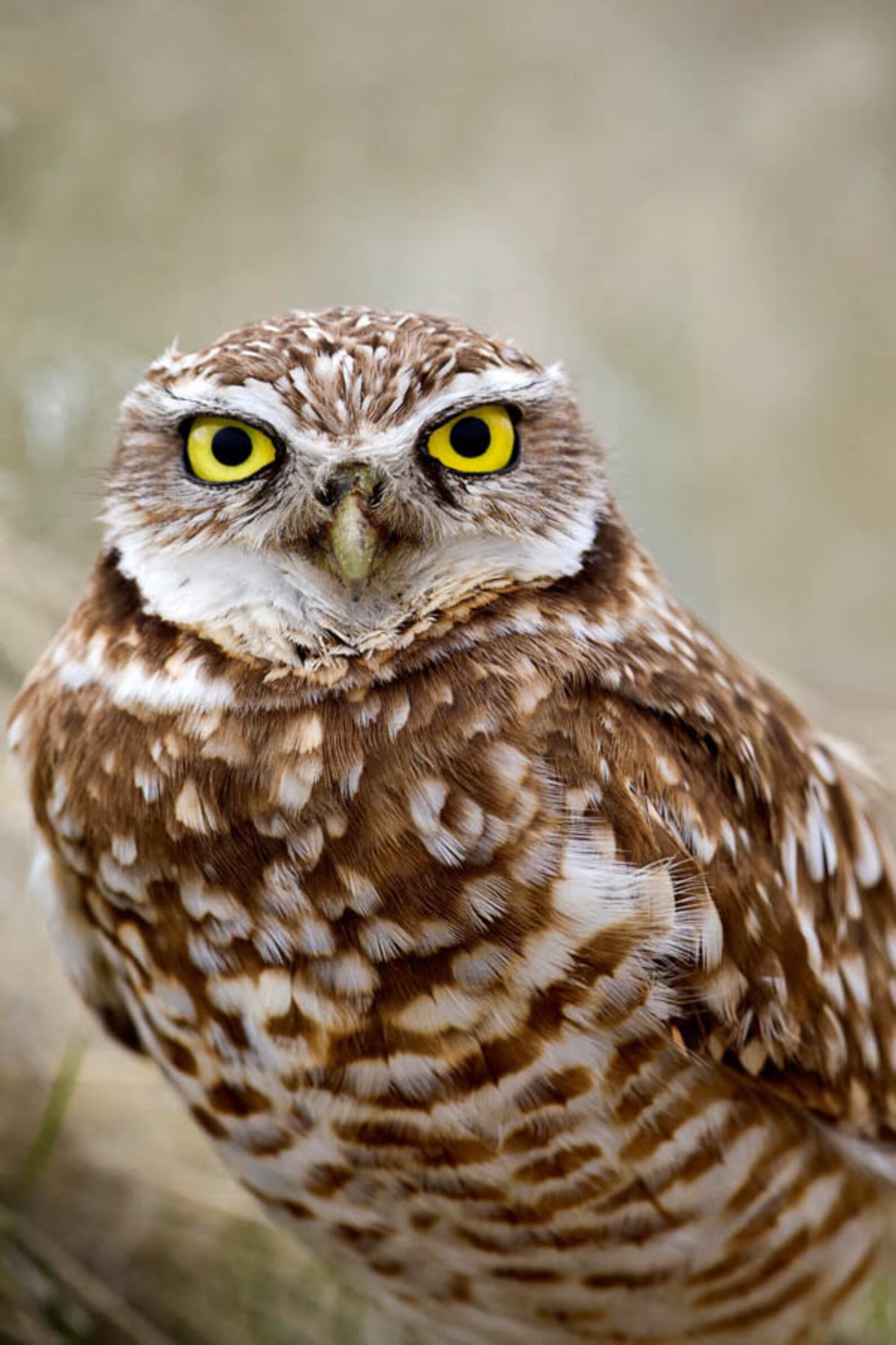 Burrowing Owl Photography Print, Owl Photography, Owl Art, Owl Wall ...