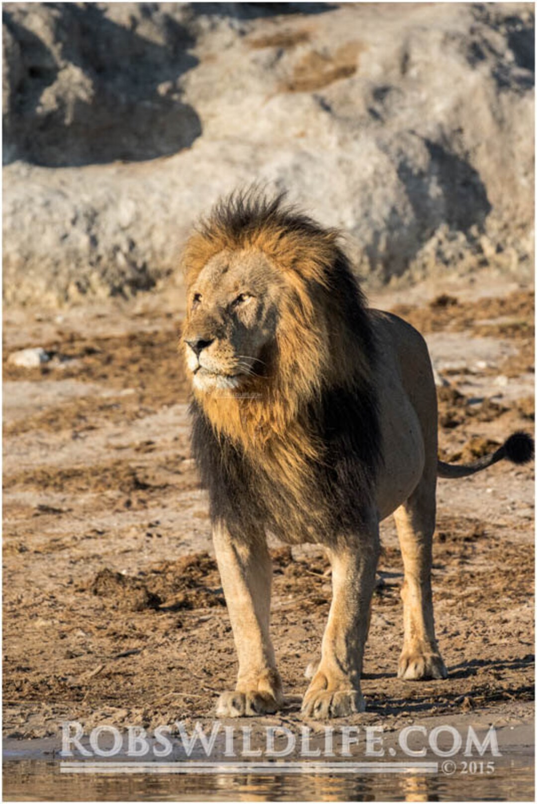 Lion Pride Photography Print, Lion Art, Lion Wall Decor, Lion ...