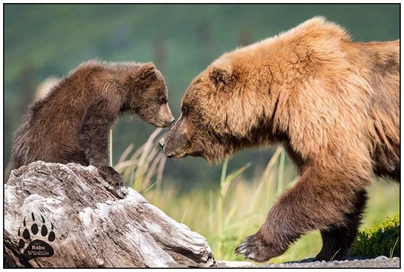 Bear and baby bear store