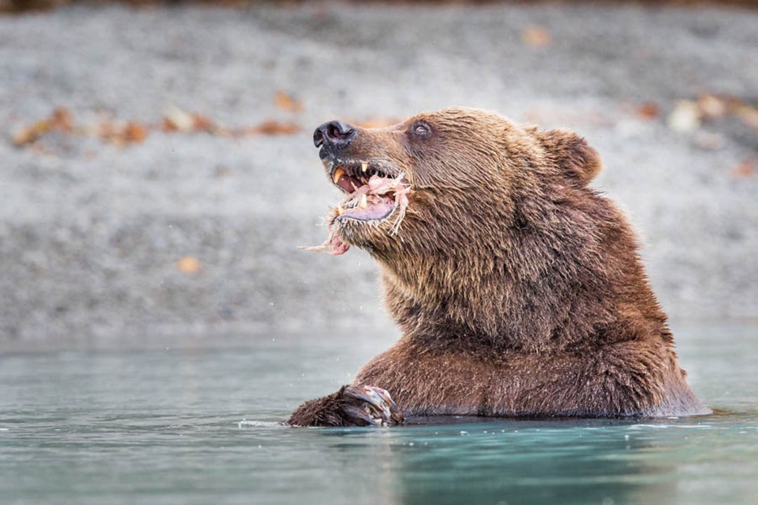 Coastal Brown Bear Eating, Wildlife Photography, Fine Art, Nature ...