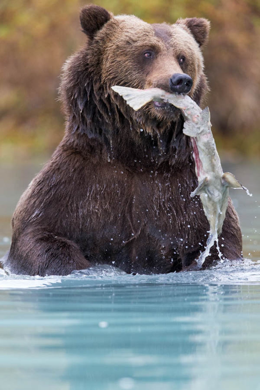 Brown Bear Eats Salmon Photography Print, Bear Photography, Bear Fine ...