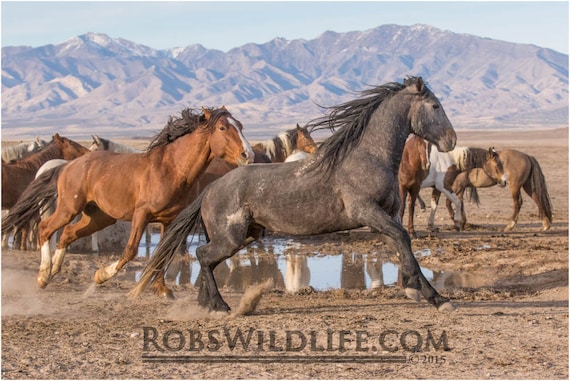 Wild Horse Kicking up Dirt Horse Photography Print Robs - Etsy