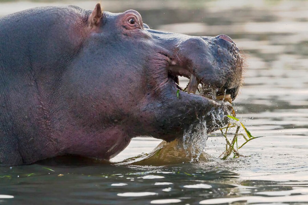 African Hippopotamus, Wildlife Photography, Fine Art, Nature ...