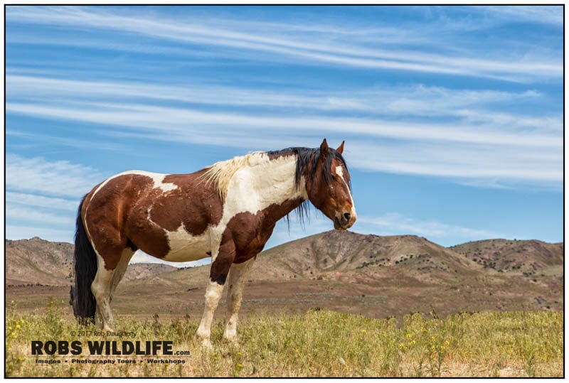 Wild Paint Horses