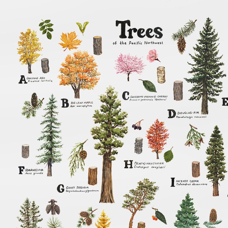 ABC Trees of the Pacific Northwest Print / Alphabet Trees Print ...