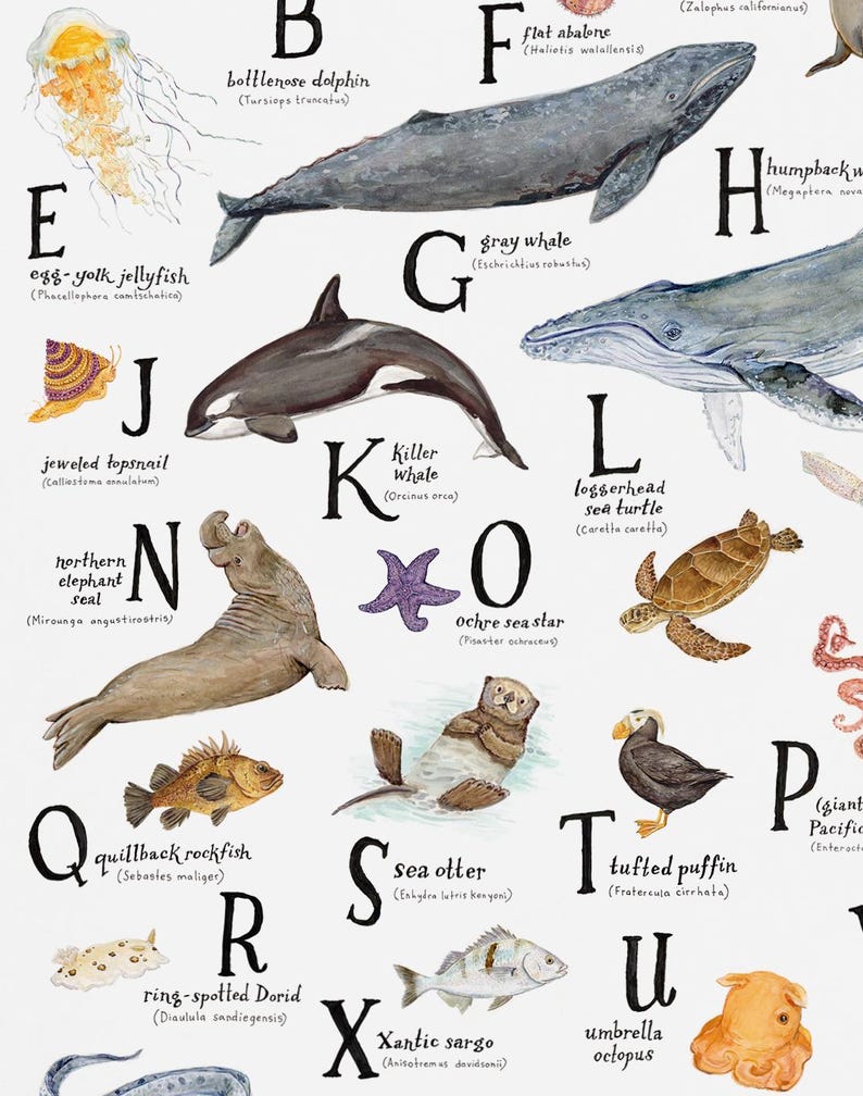 ABC Marine Animals of the Pacific Poster / Ocean Life Alphabet Fine Art ...