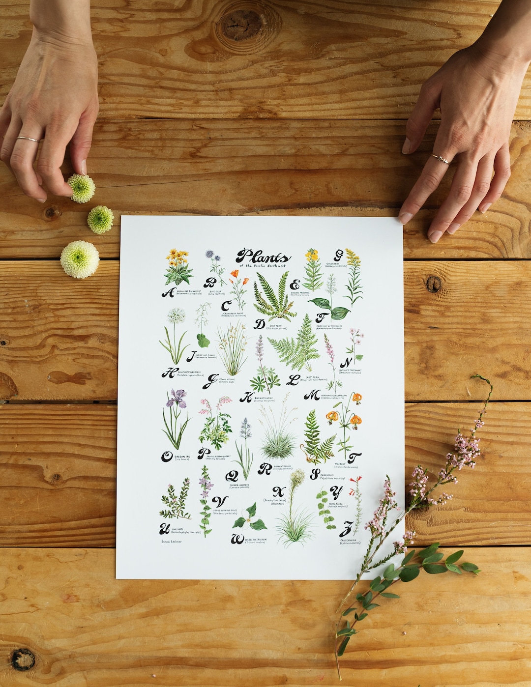 ABC Plants of the Pacific Northwest Poster / Alphabet Native Plants ...