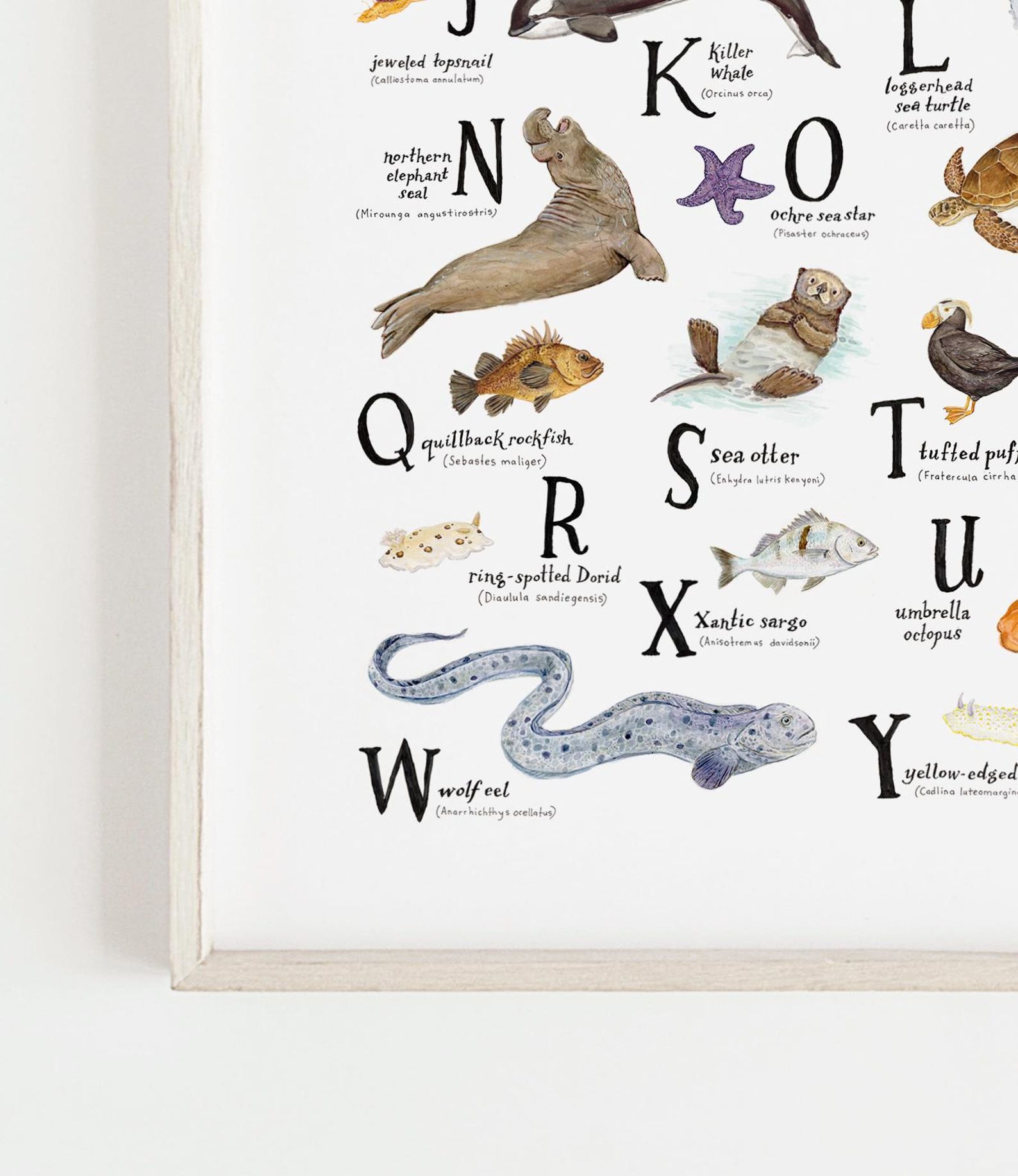 ABC Marine Animals of the Pacific Poster / Ocean Life Alphabet Fine Art ...
