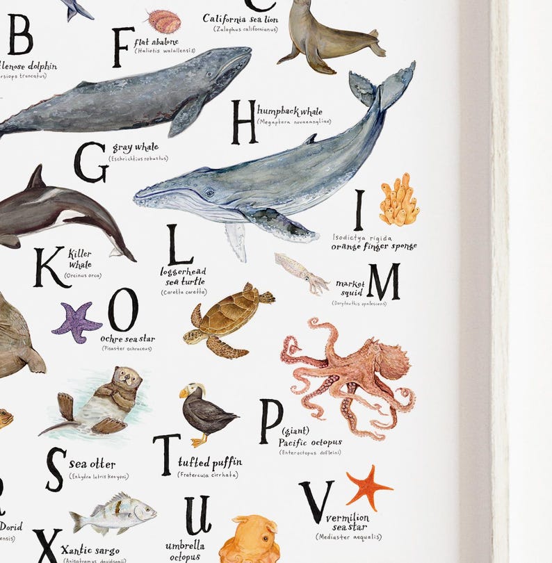 ABC Marine Animals of the Pacific Poster / Ocean Life Alphabet Fine Art ...