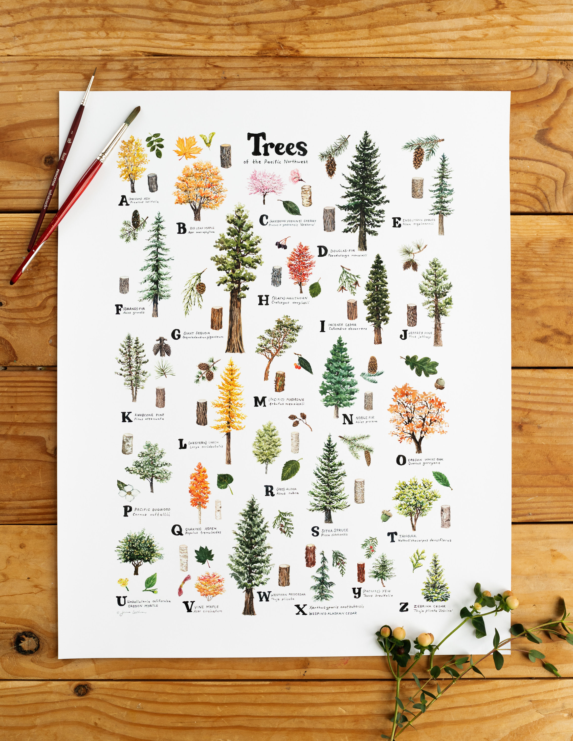 ABC Trees of the Pacific Northwest Print / Alphabet Trees Print ...