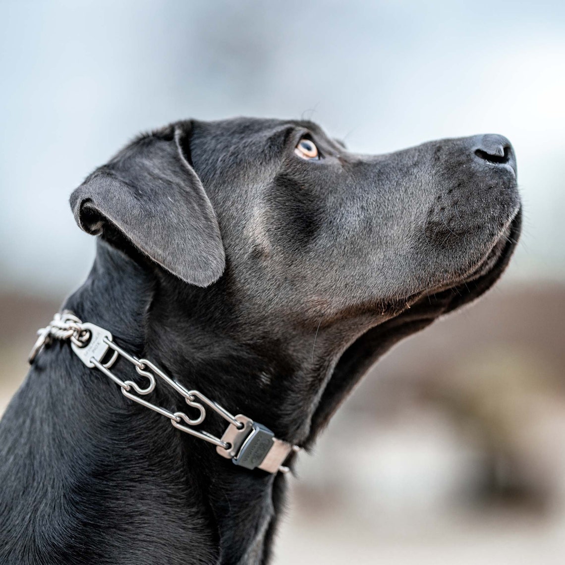 Cliclock Fastener Stainless Steel Buckle for Prong Collars | Etsy