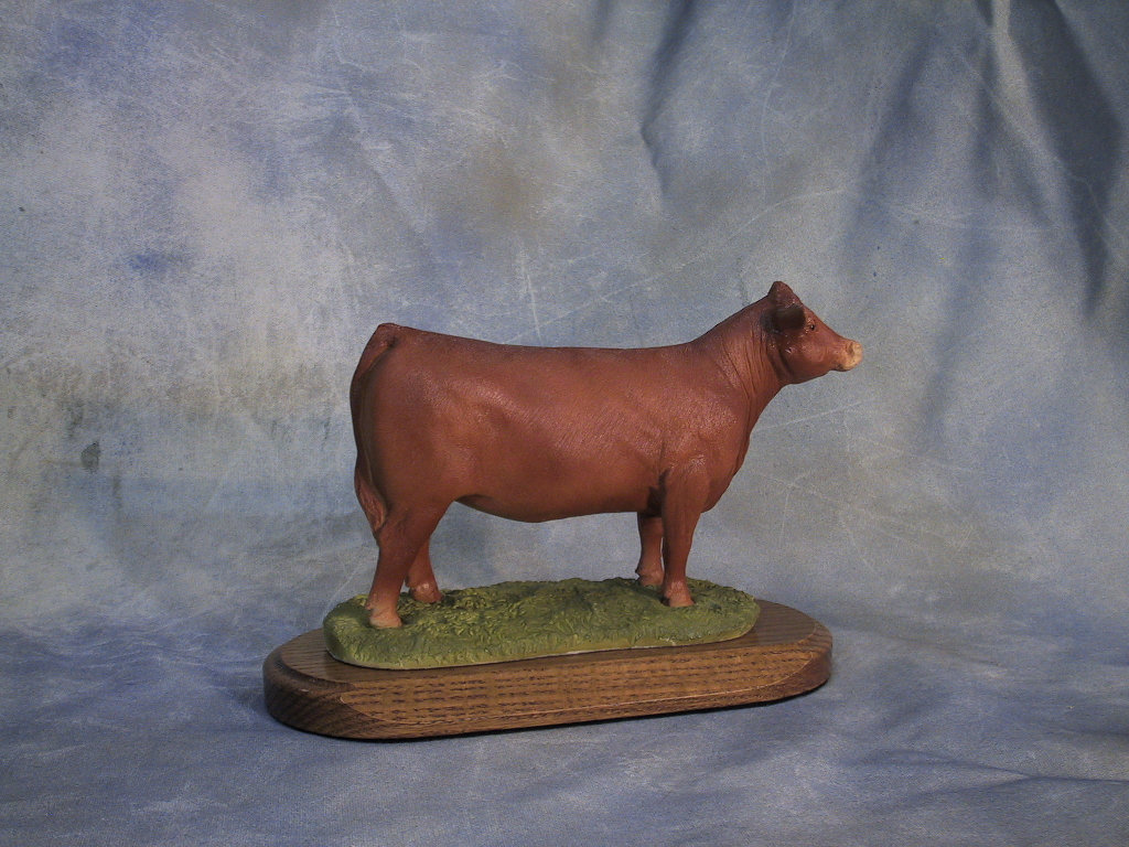 Show Heifer, Beef Heifer, Angus, Hereford, Shorthorn, Red Angus ...