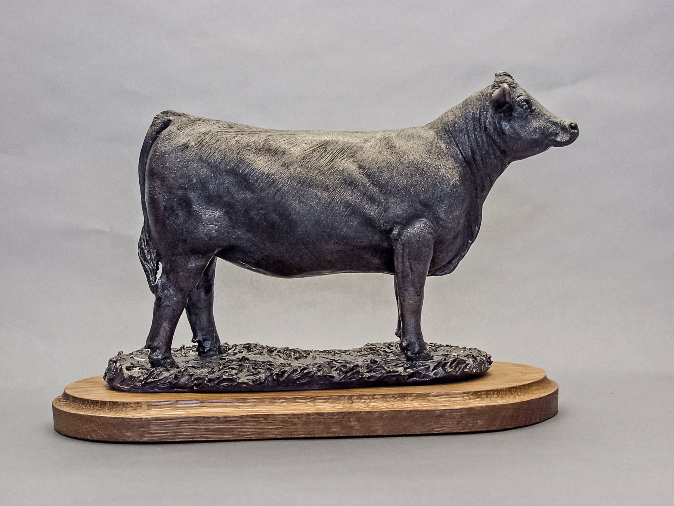 Show Heifer, Beef Heifer, Angus, Hereford, Shorthorn, Red Angus ...