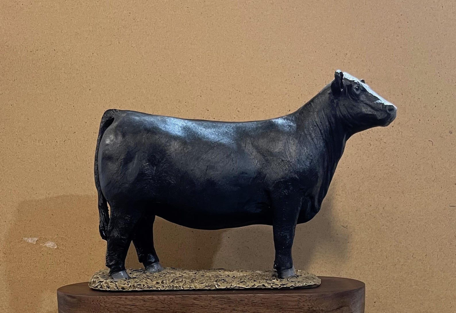 Show Heifer, Beef Heifer, Angus, Hereford, Shorthorn, Red Angus ...