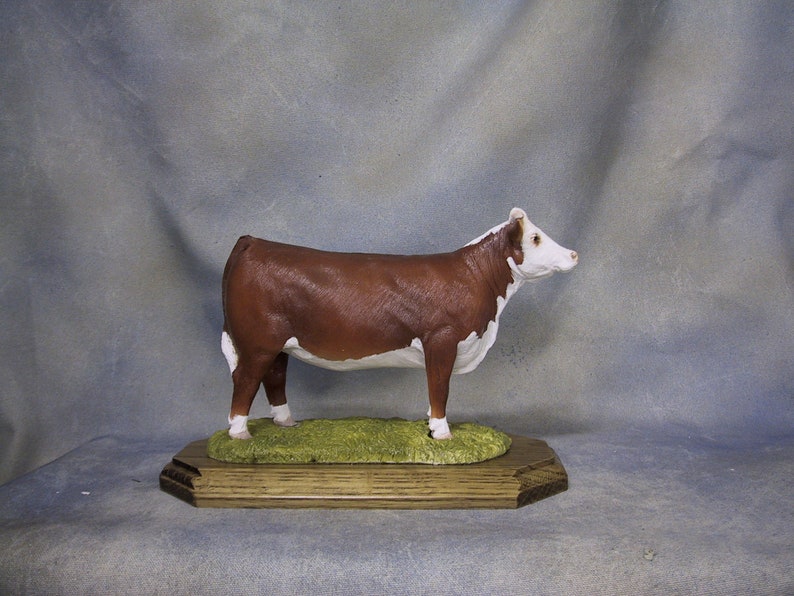 Show Heifer, Beef Heifer, Angus, Hereford, Shorthorn, Red Angus ...