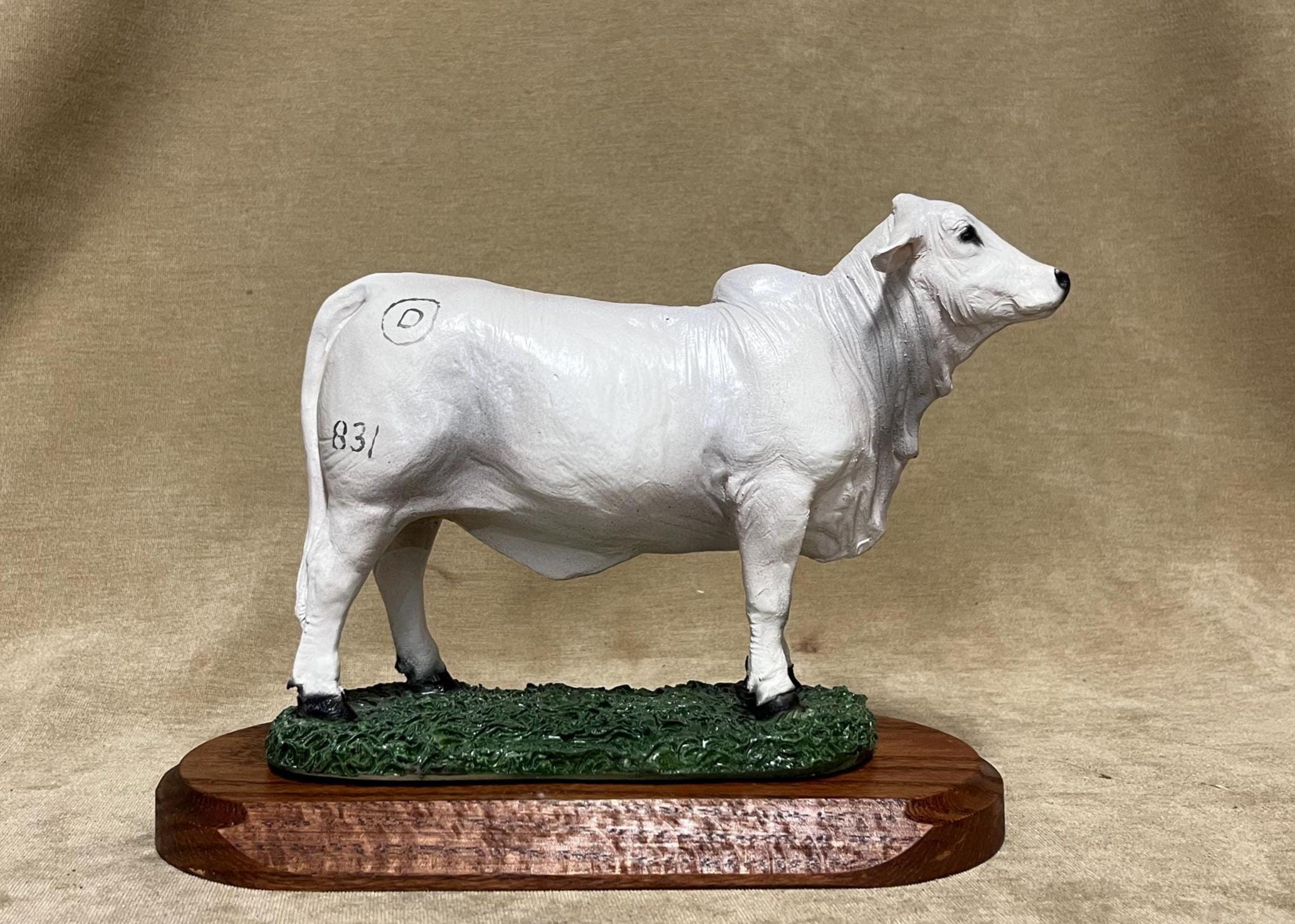 Show Heifer, Beef Heifer, Angus, Hereford, Shorthorn, Red Angus ...