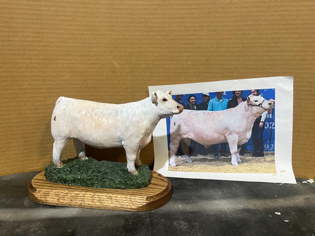 Steer Portrait, Show Steer, Club Calf, - Etsy