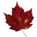 Dark Red Maple Leaf Art, Maine Fall Foliage Wall Decor, Watercolor ...