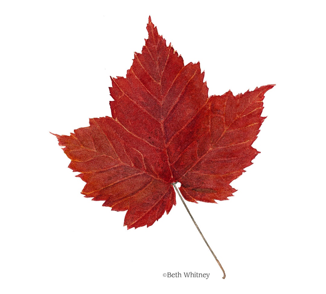 Maple Leaf Painting, Fall Foliage Leaf Art Print, Burnt Orange Color ...
