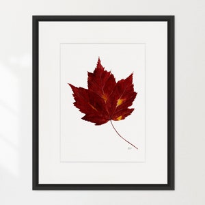 Dark Red Maple Leaf Art, Maine Fall Foliage Wall Decor, Watercolor ...