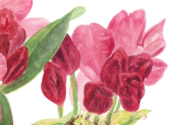 Pink Rhododendron Watercolor Floral Print Spring Flowers Art - Etsy