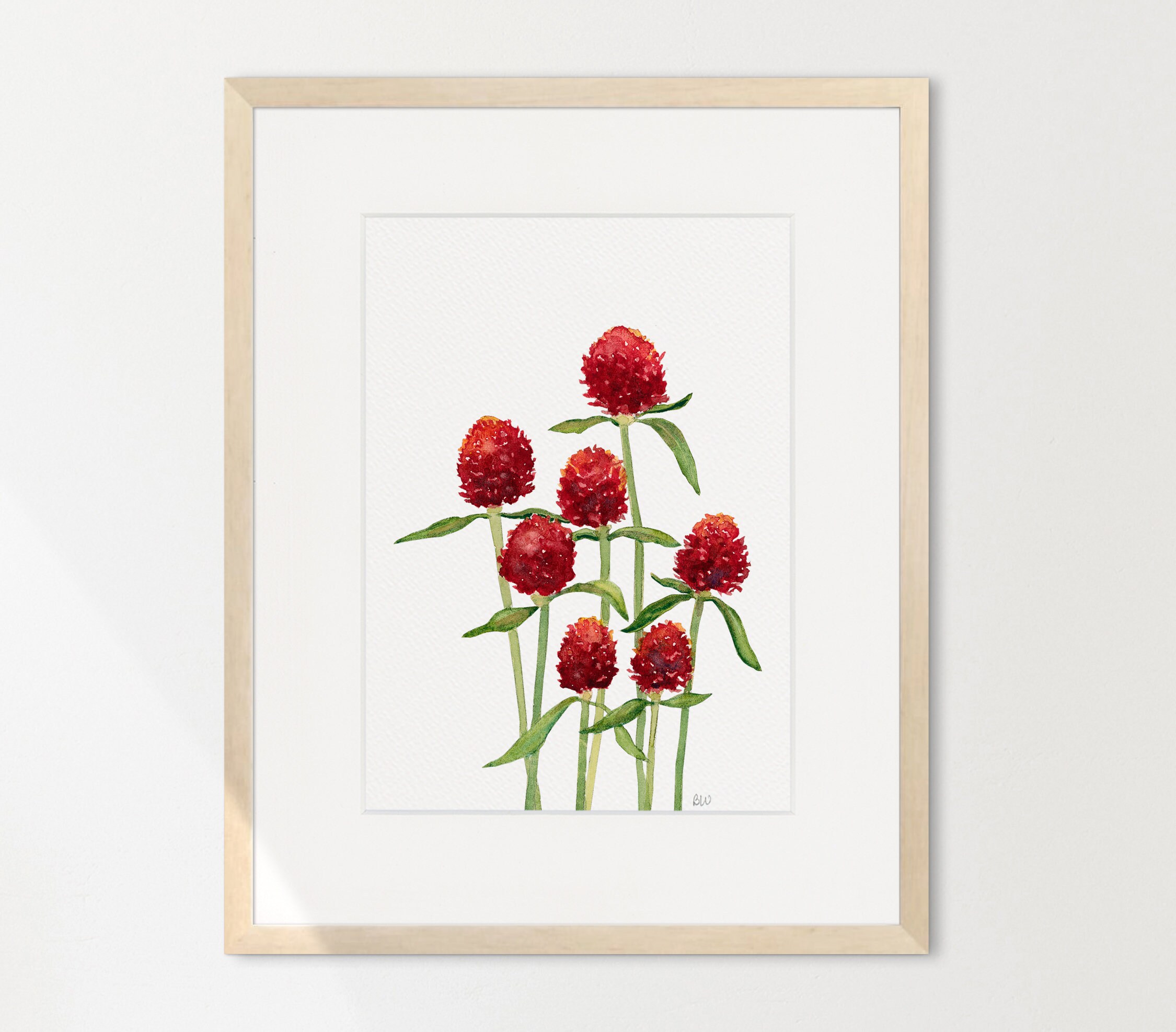 Pincushion Flower Drawing