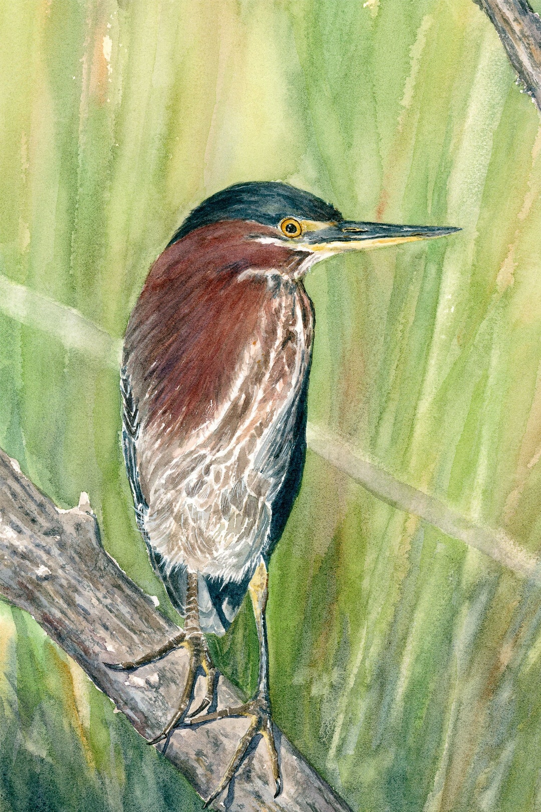 Green Heron Painting, Realistic Watercolor Bird Art, Heron Illustration ...