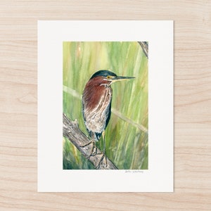 Green Heron Painting, Realistic Watercolor Bird Art, Heron Illustration ...