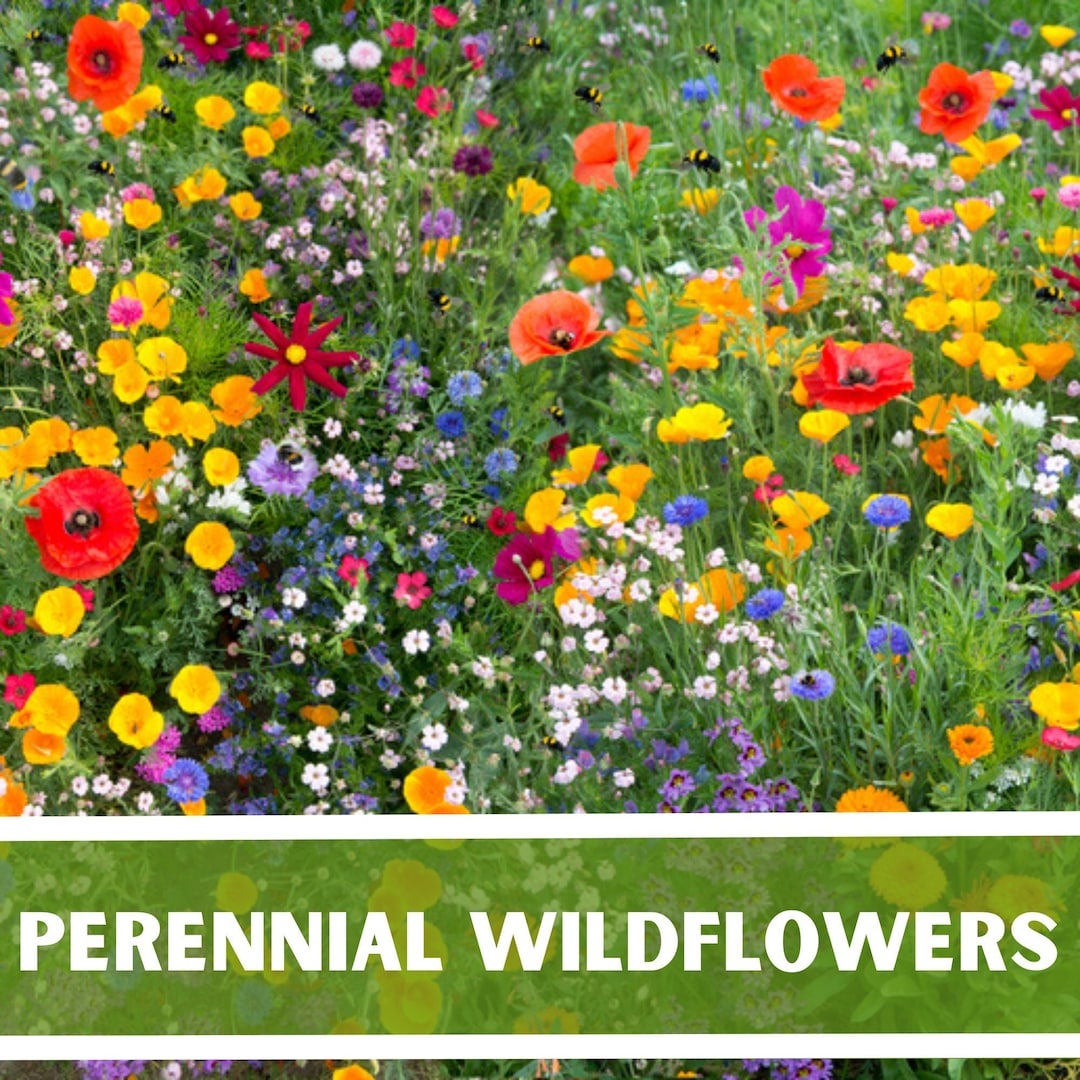 PERENNIAL Wild Flower Mix Pollinator Garden Heirloom Non-gmo 150+ Seeds ...