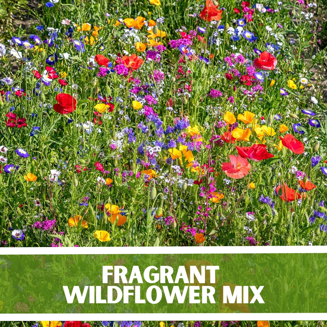 Fragrant Wildflower Seed Mix: Non-gmo Oregon Seeds (over 200 Seeds) - Etsy
