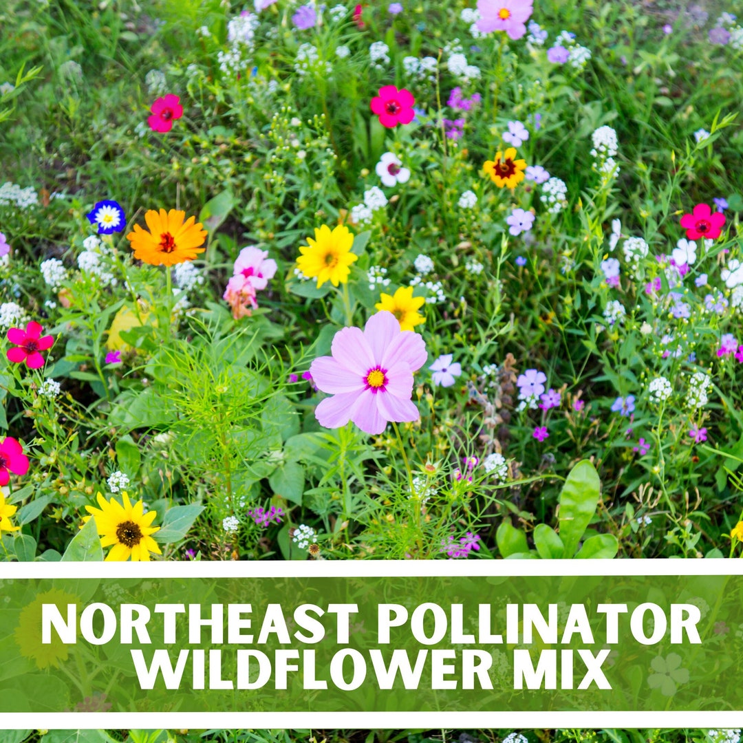 Northeast Pollinator Wildflower Mixture, Over 200 Seeds, Wildflower ...